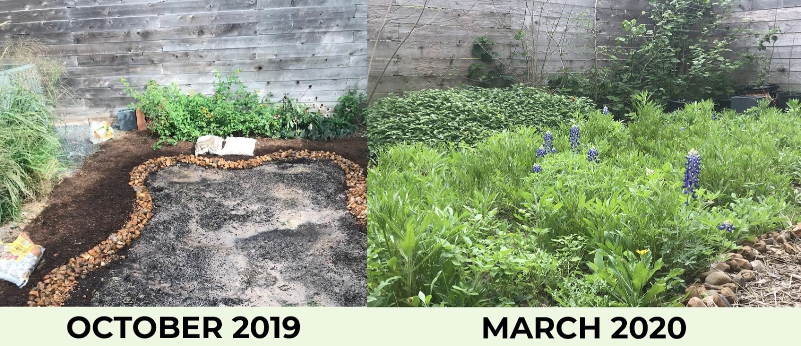 Creating a Pocket Prairie in an Urban Backyard