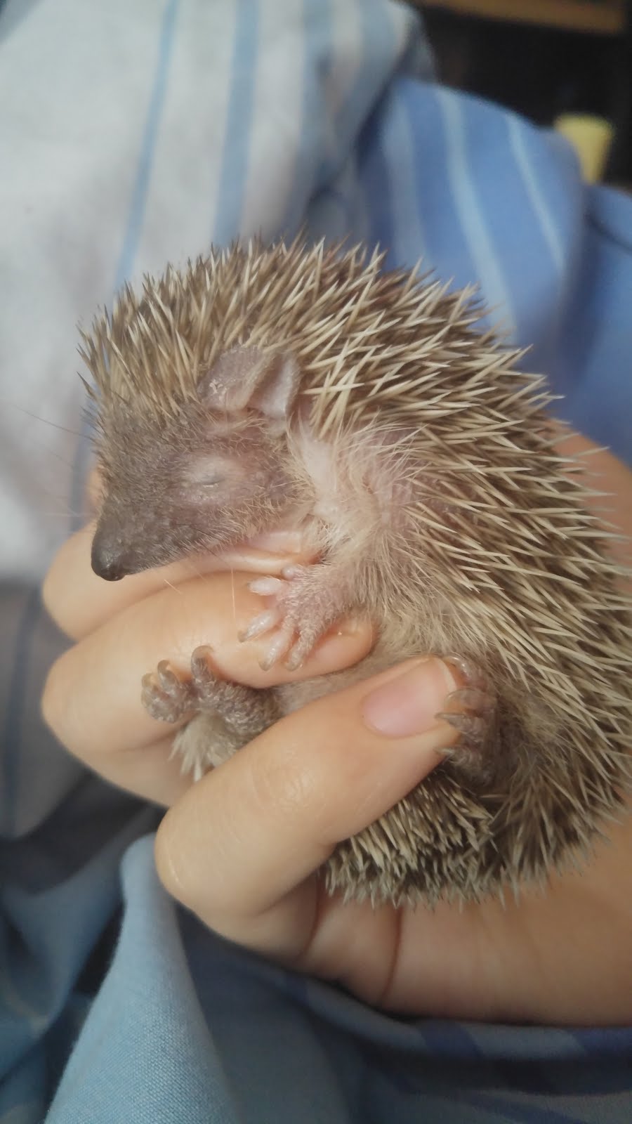 Tiny Tenrecs: Handling Your Tenrec