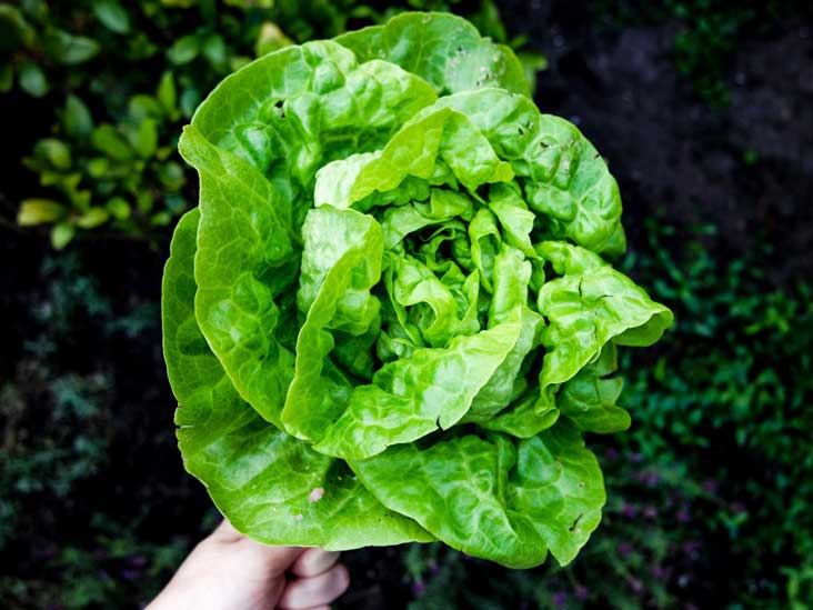 What Are The Benefits Of Eating Green Vegetables Available In India what-are-the-benefits-of-eating-green-vegetables-available-in-india