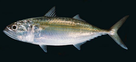 Top 10 Fishes You Can Buy in Philippine Markets | Most Beautiful