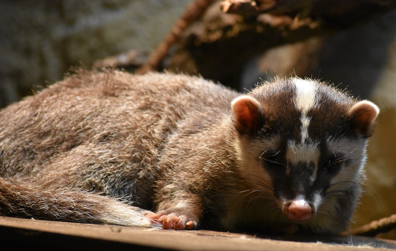 ZOOTOGRAFIANDO (6.100 ANIMALS): TEJÓN TURÓN DE JAVA / JAVAN FERRET ...