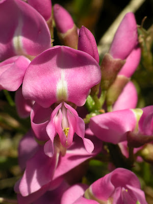 Argentina nativa: Bugre (Lonchocarpus nitidus)