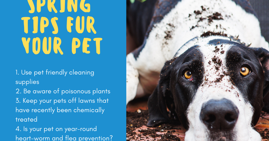 Today's Pet : Spring Tips for Pets
