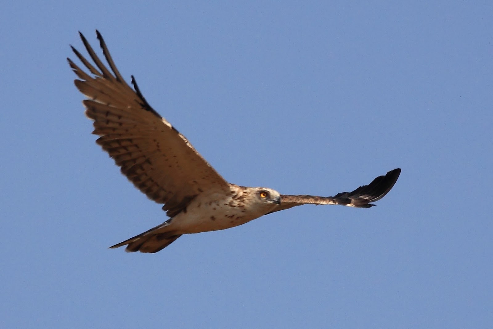 Fotografía y Naturaleza en Doñana: Culebrera Europea (Circaetus gallicus)