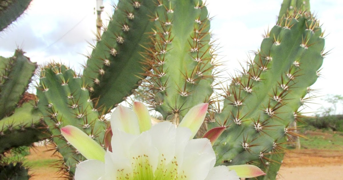 Cícero Lajes: PRESENTE DA NATUREZA: FLOR DO MANDACARU / CARDEIRO