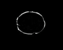 H2VP: Paleontology Myths, Part 1: The myth of ultralight bones