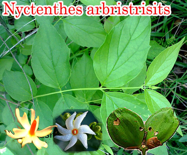 Indian Herbal Traditions "Re-visited": Gandhamardan hill range, Orissa ...