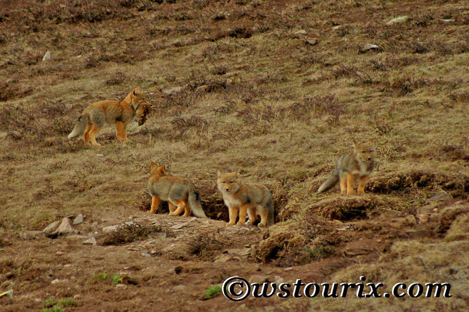 SICHUAN TOURS - TRAVELLING - TREKKING - MOUNTAINEERING - NATURE - BIRD ...