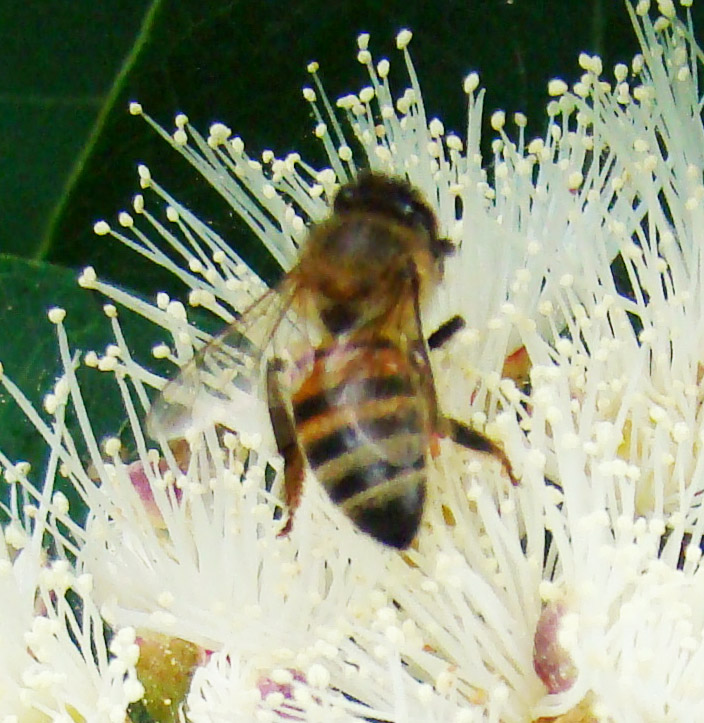 Environmental Rehabilitation and Indigenous Landscape Design: South ...