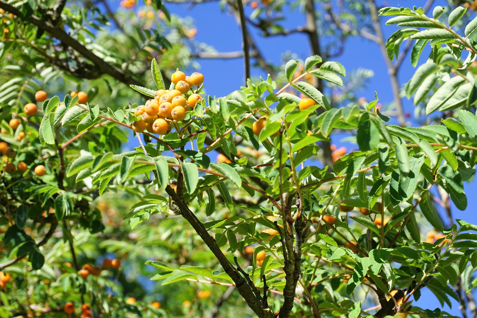 Plantas de Huerta Otea, Salamanca: Serbal silvestre, de los cazadores ...