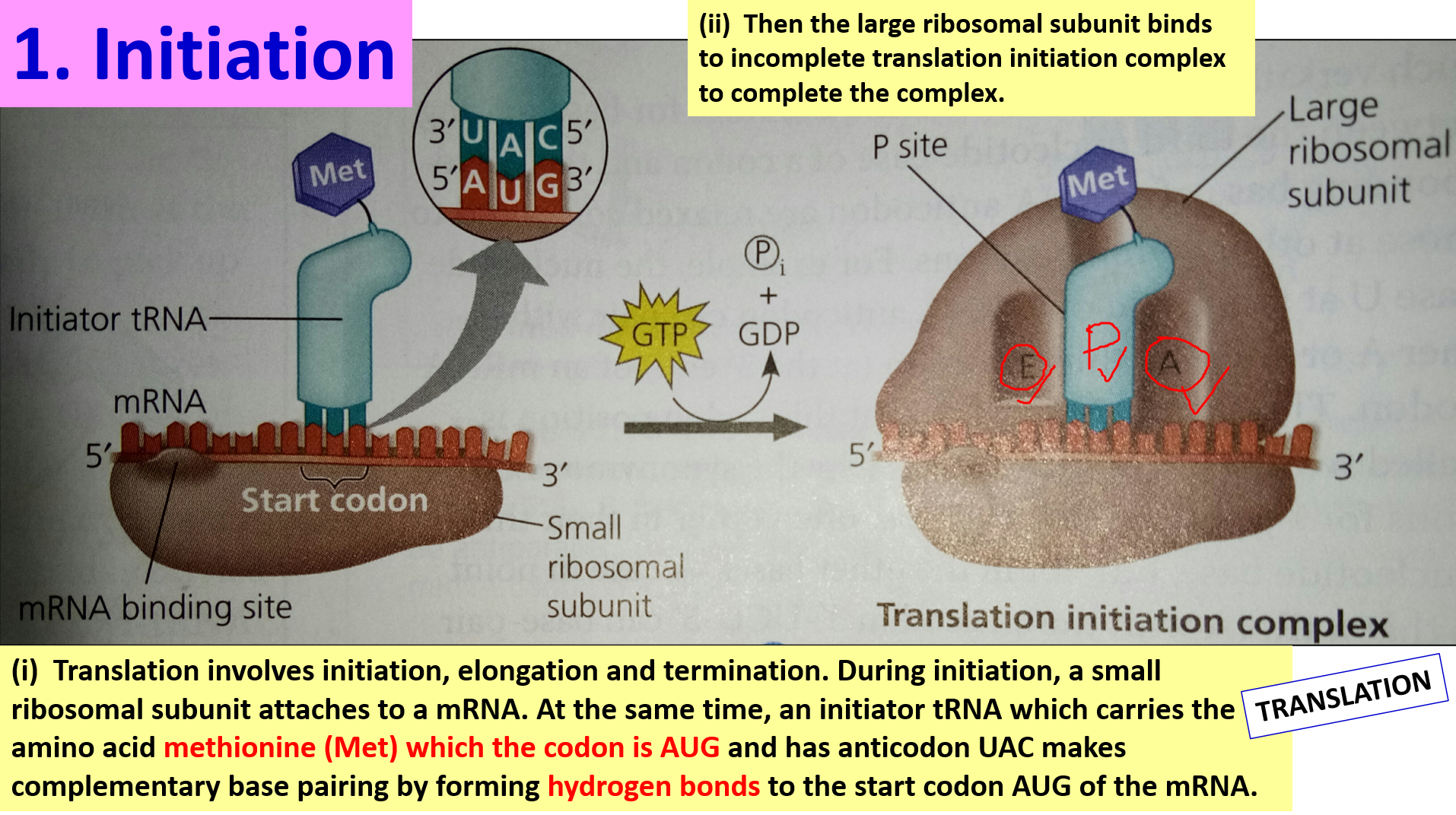 BIOLOGY is to serve mankind...: 1.5 EXPRESSION OF BIOLOGICAL INFORMATION