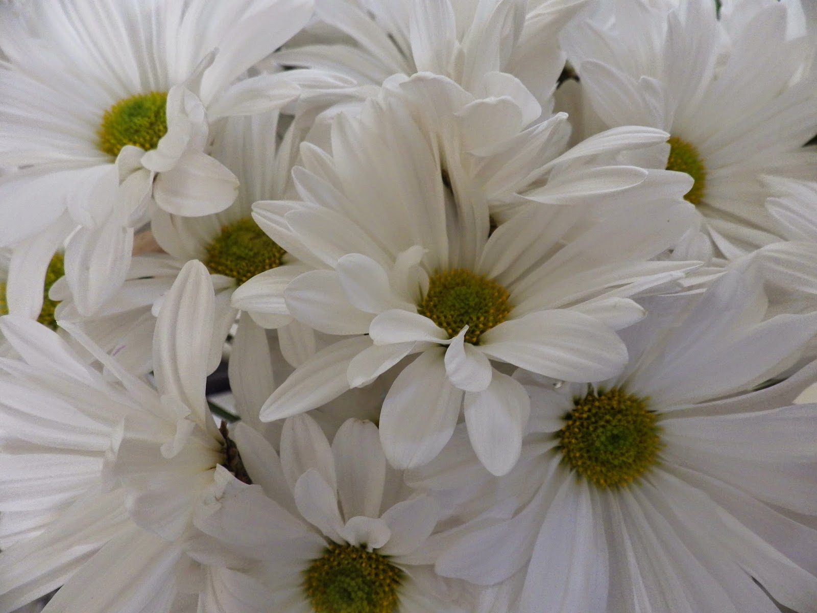 snow in the air: Acceptable, Repectable, Presentable, A Vegetable