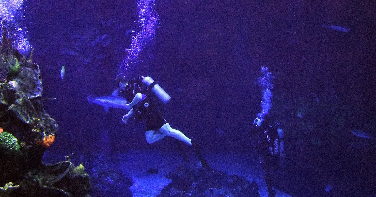 Travels of Jackie and Randy: A Mickey Mouse Dive