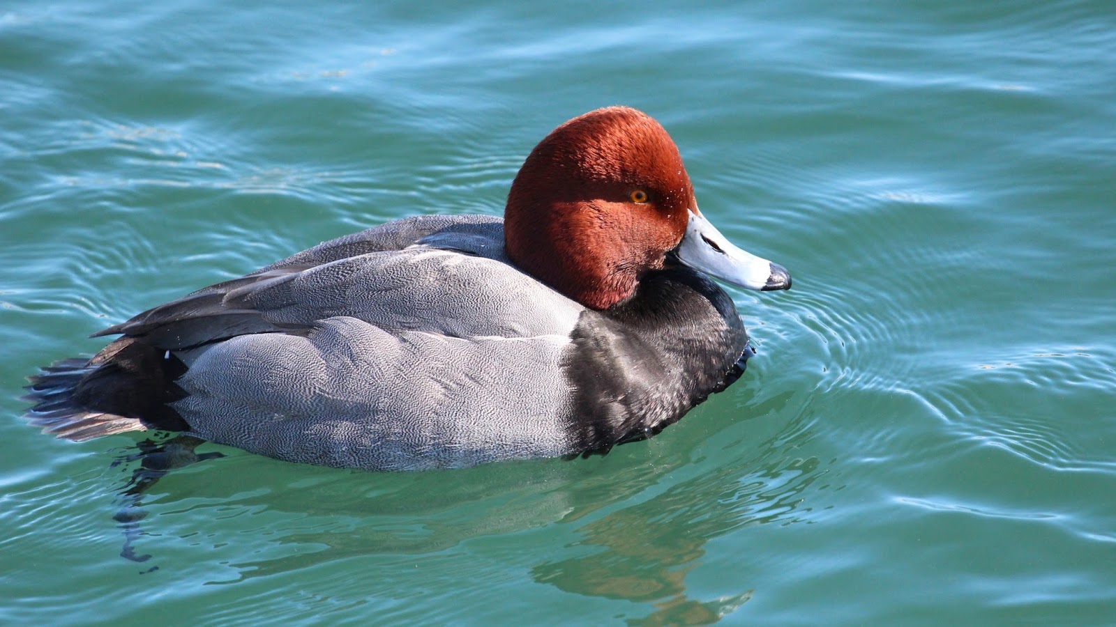 Redhead duck
