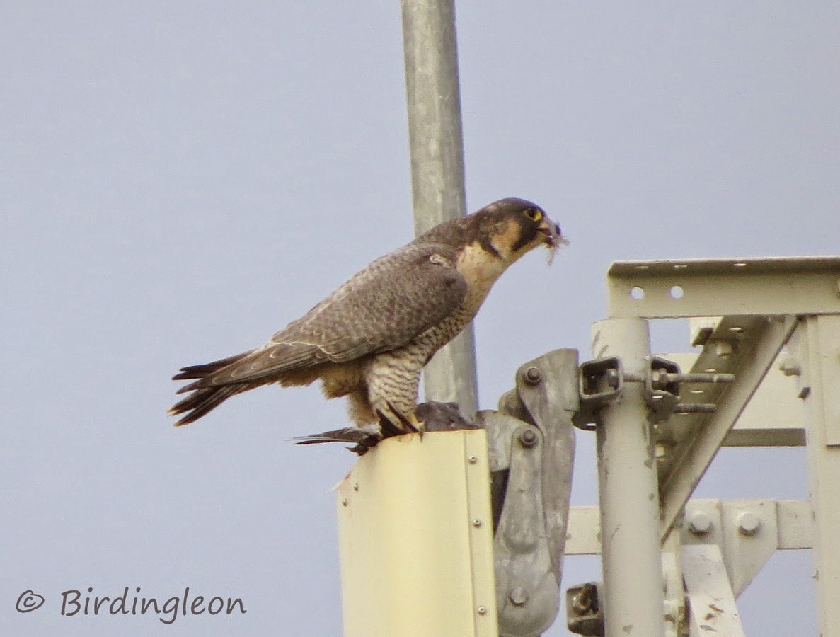 BIRDINGLEON: HALCÓN PEREGRINO con presa en Los Oteros
