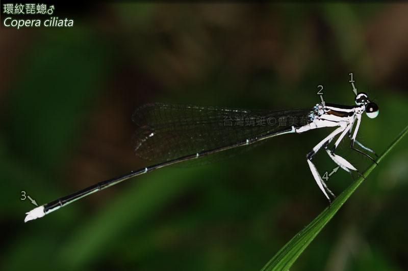 台灣蜻蜓 The Dragonflies of Taiwan: 08-04 環紋琵蟌