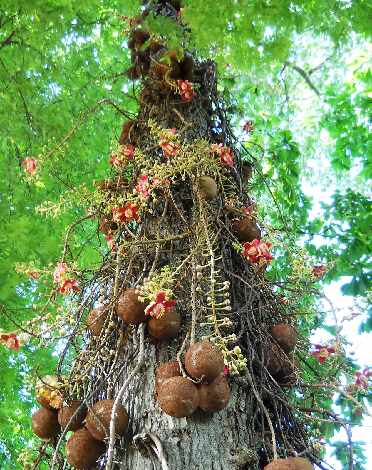 Red Ripe Tomatoes: Meet the Oldest Tree in Chennai
