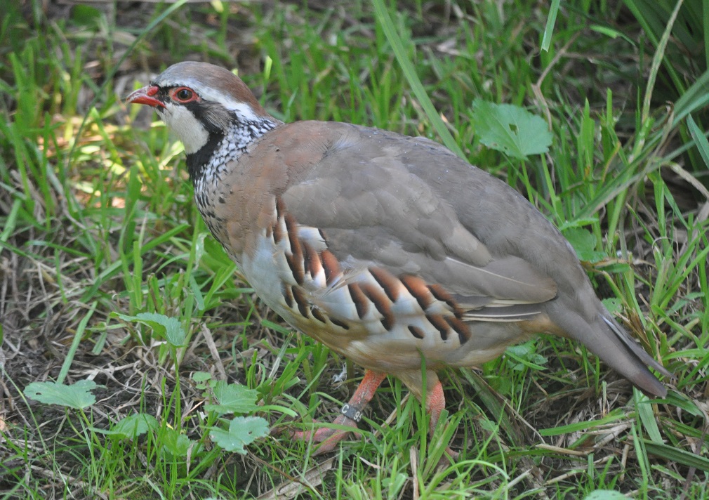 ZOOTOGRAFIANDO (6.100 ANIMALS): PERDIZ ROJA / RED-LEGGED PARTRIDGE ...