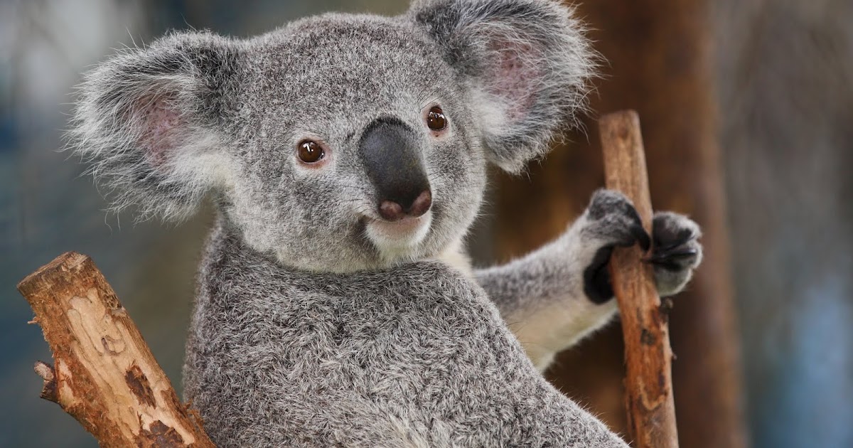 Yay! It's Wild Koala Day