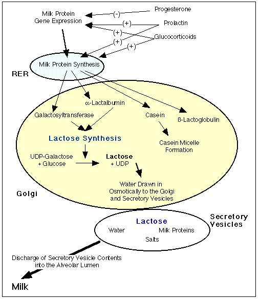 MANEJO, SALUD Y BIENESTAR ANIMAL: LACTOGÉNESIS.