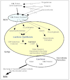 MANEJO, SALUD Y BIENESTAR ANIMAL: LACTOGÉNESIS.