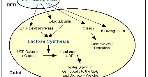 MANEJO, SALUD Y BIENESTAR ANIMAL: LACTOGÉNESIS.
