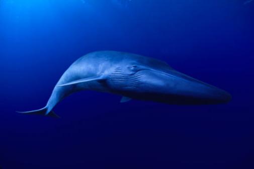 Everything you need is here: The blue whale