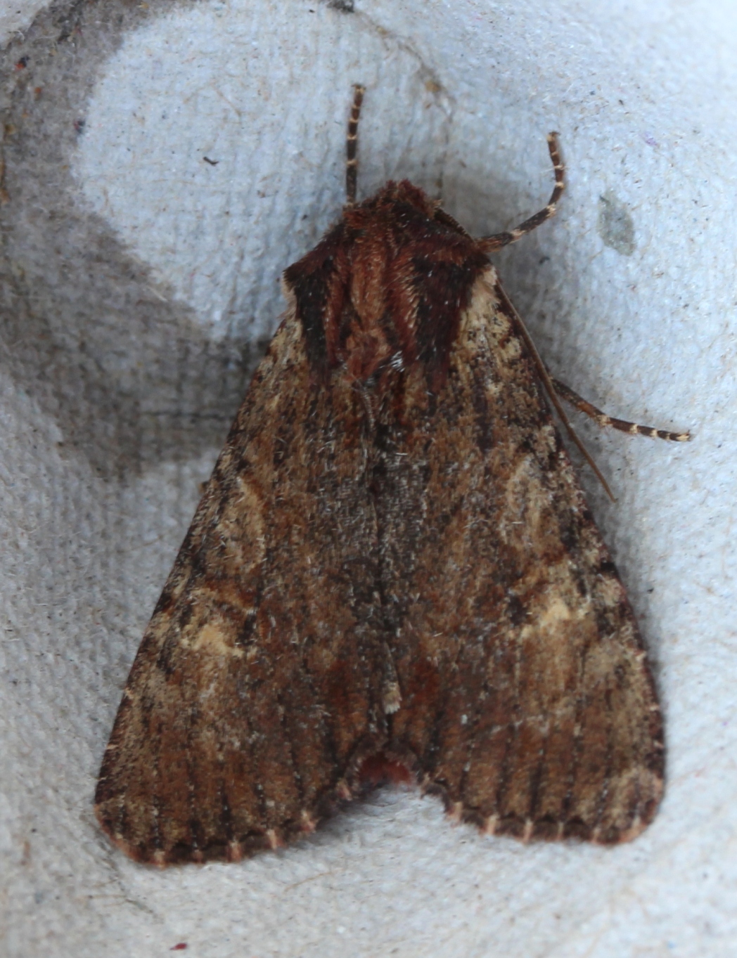 Ceredigion Moths: Clouded-bordered brindle