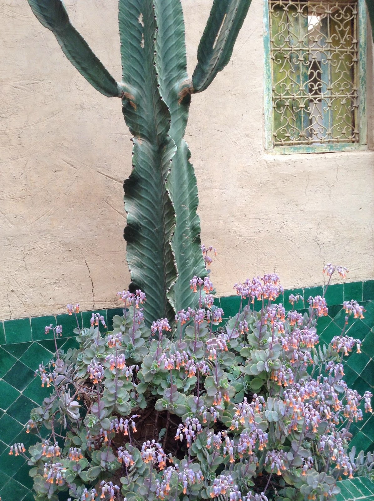 A Passage to Tangier: Plants of Morocco-Plantes du Maroc