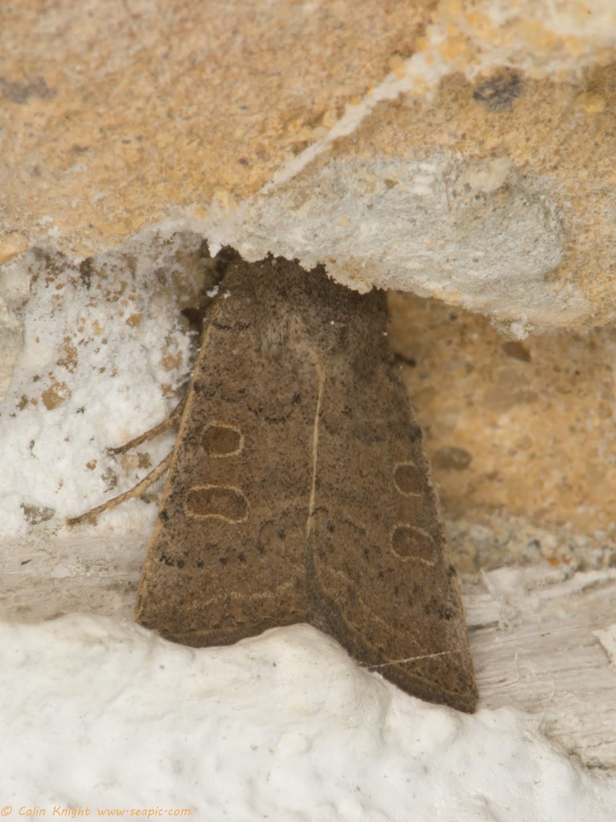 Postcards from Sussex: Wax Moth, Vine's Rustic and other moths