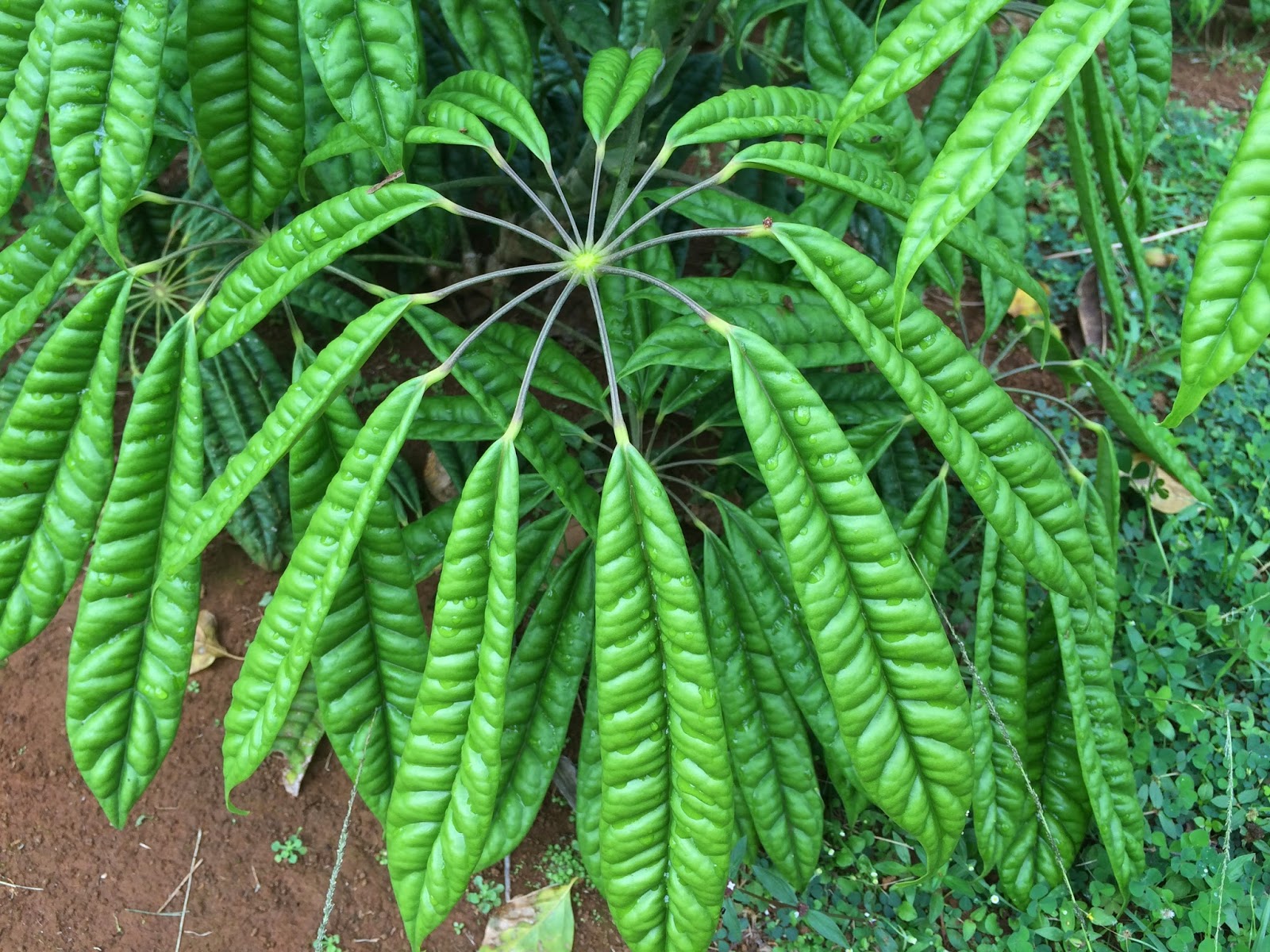 Growing Steady: Doing It Island Style, Part 2: Na 'Āina Ka Botanical ...