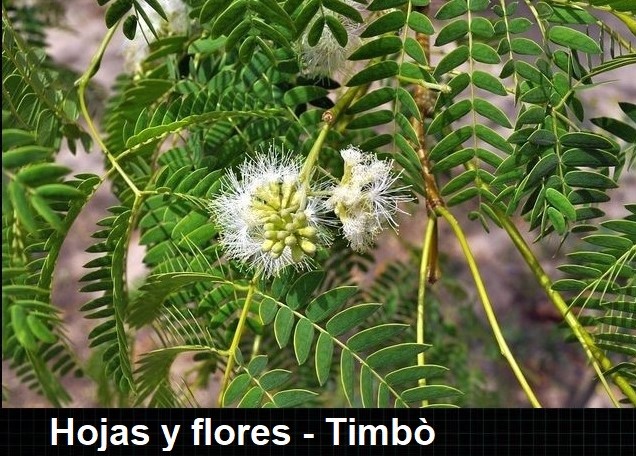 Blog de EL ESCRIBIDOR: CAMBÀ NAMBÌ – LA LEYENDA DEL TIMBÒ