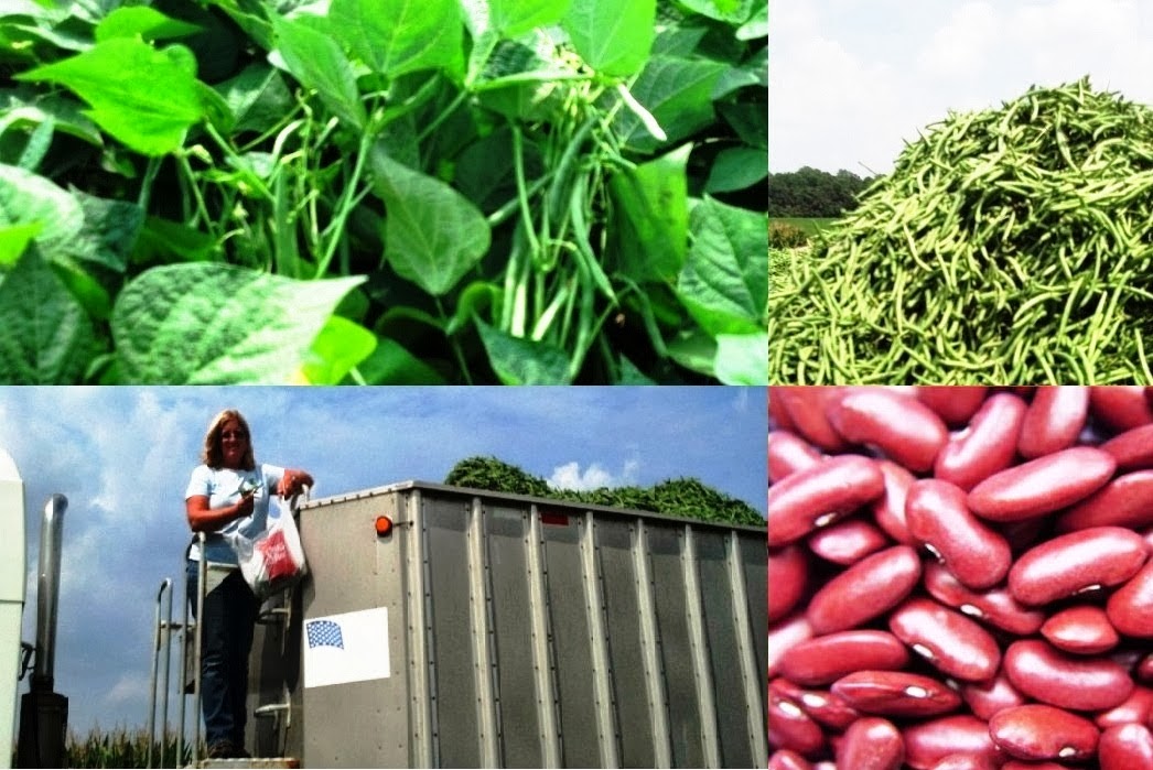 Business Ideas | Small Business Ideas: Commercial Green Bean Production ...