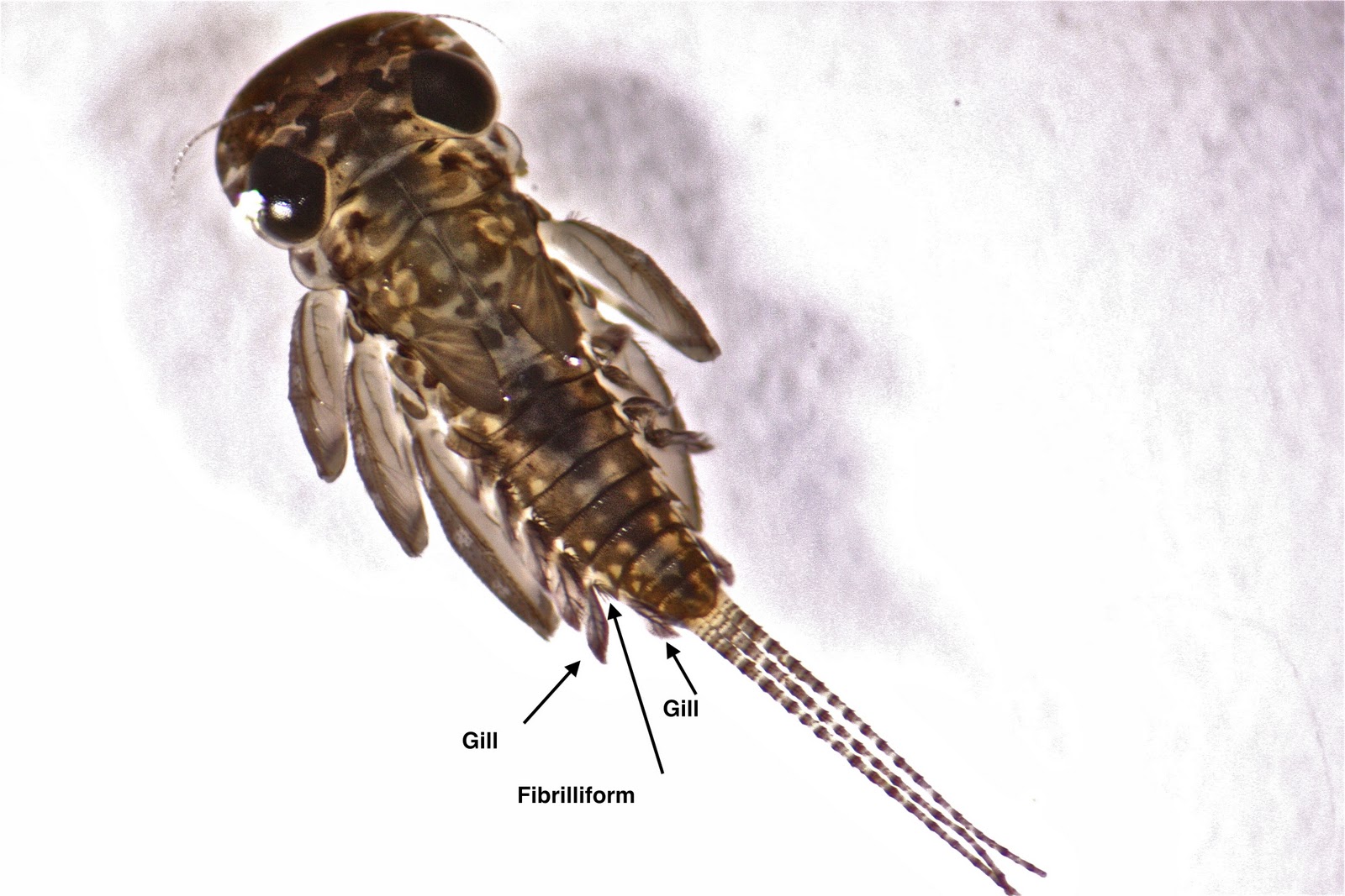 Aquatic Insects of Central Virginia: Flatheaded Mayflies: Changes and ...