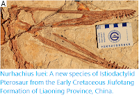 Sciency Thoughts: Mimodactylus libanensis: A new species of ...