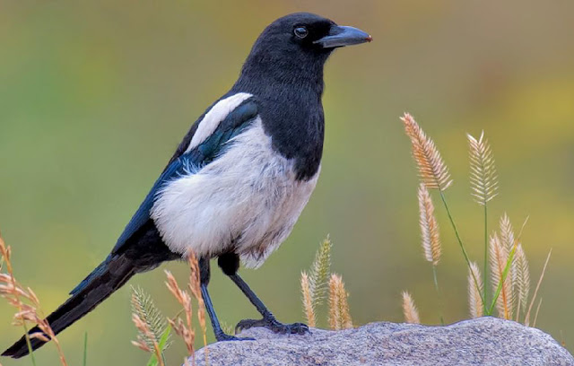 Eurasian magpie - Birdoftheworld: All About Beautiful Birds From Around ...