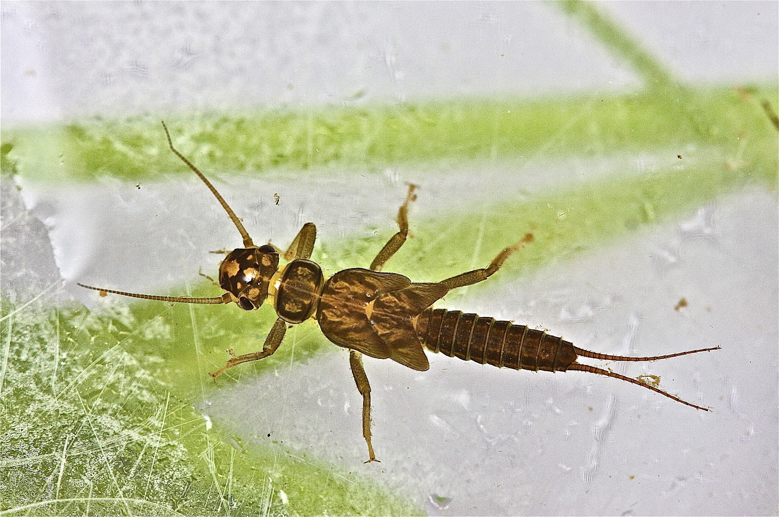 Aquatic Insects of Central Virginia: EPT Species List for Central ...