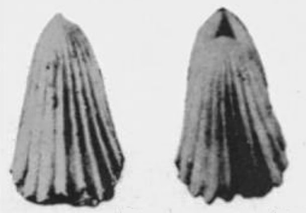 Variety of Life: Rhynchonellata