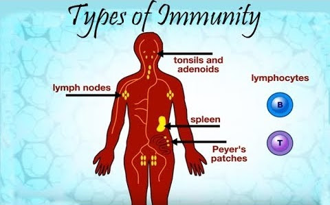 What is Immunity and its types? - Your Learning Point