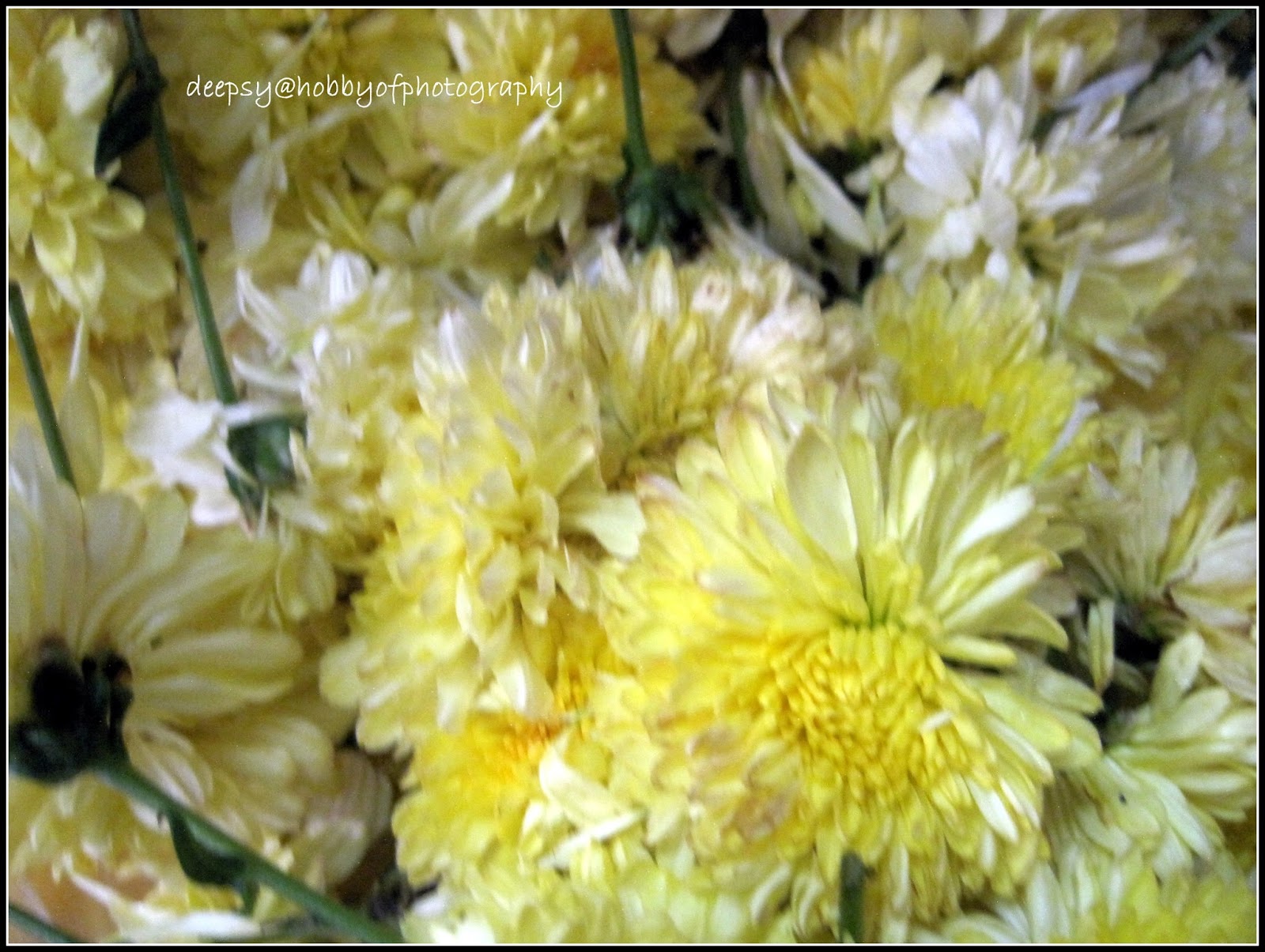 Photos of Shevanti and Aster flower / Chrysanthemums and Aster - Random ...