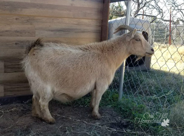 Choosing the Best Goat Breed for Your Homestead's Needs - Oak Hill ...