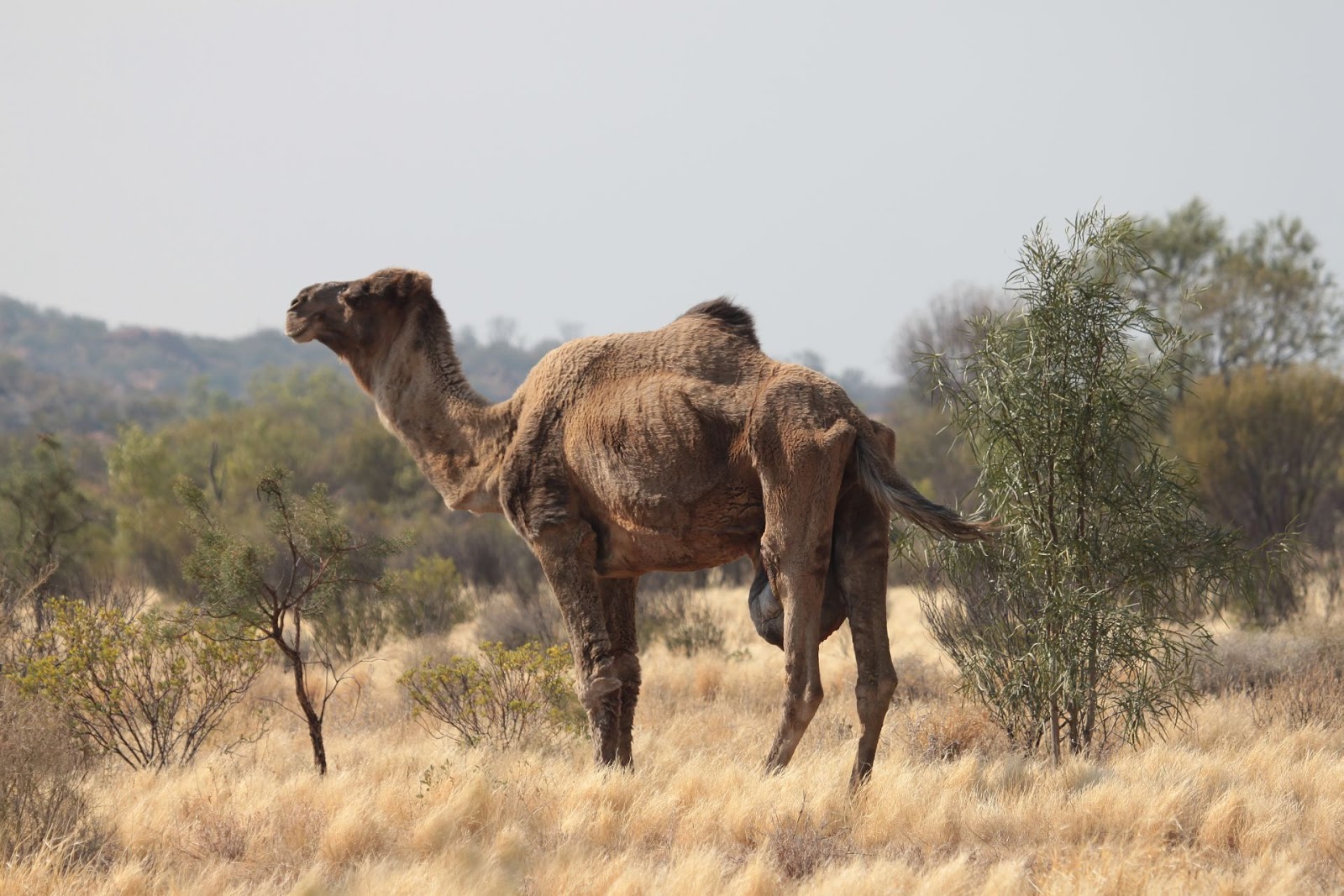 Richard Waring's Birds of Australia: Red-capped Robin and a Camel, that ...
