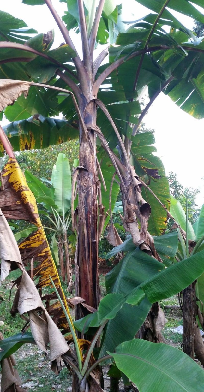 Pisang Kidang, Ciri Ciri, Harga, Pohon, Serta Nama Lain Dan Ilmiahnya ...