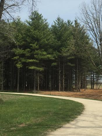 A Little Time and a Keyboard: Hiking in Cuba Marsh in Barrington
