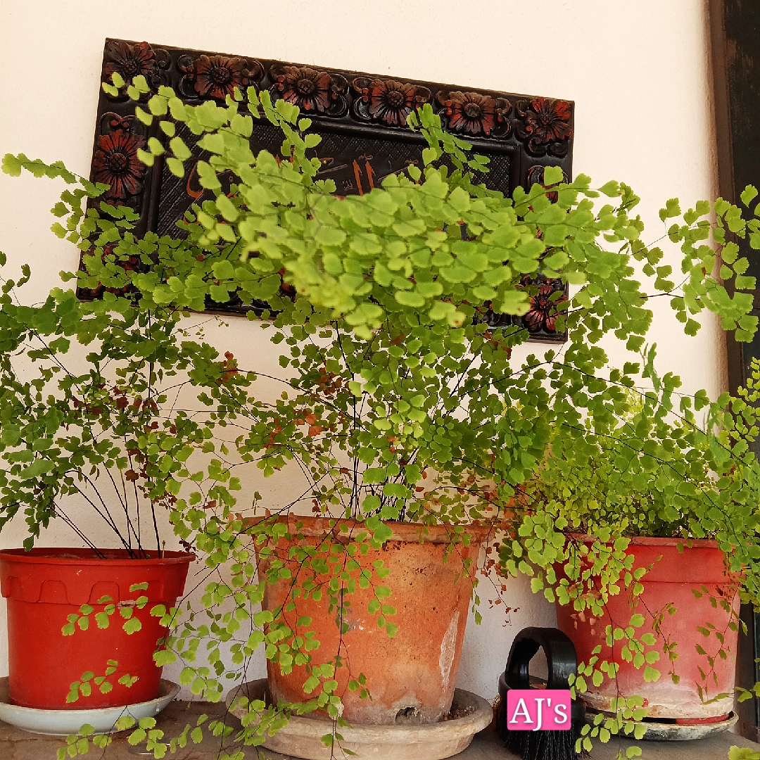 Pokok pasu yang sesuai di ruang teduh