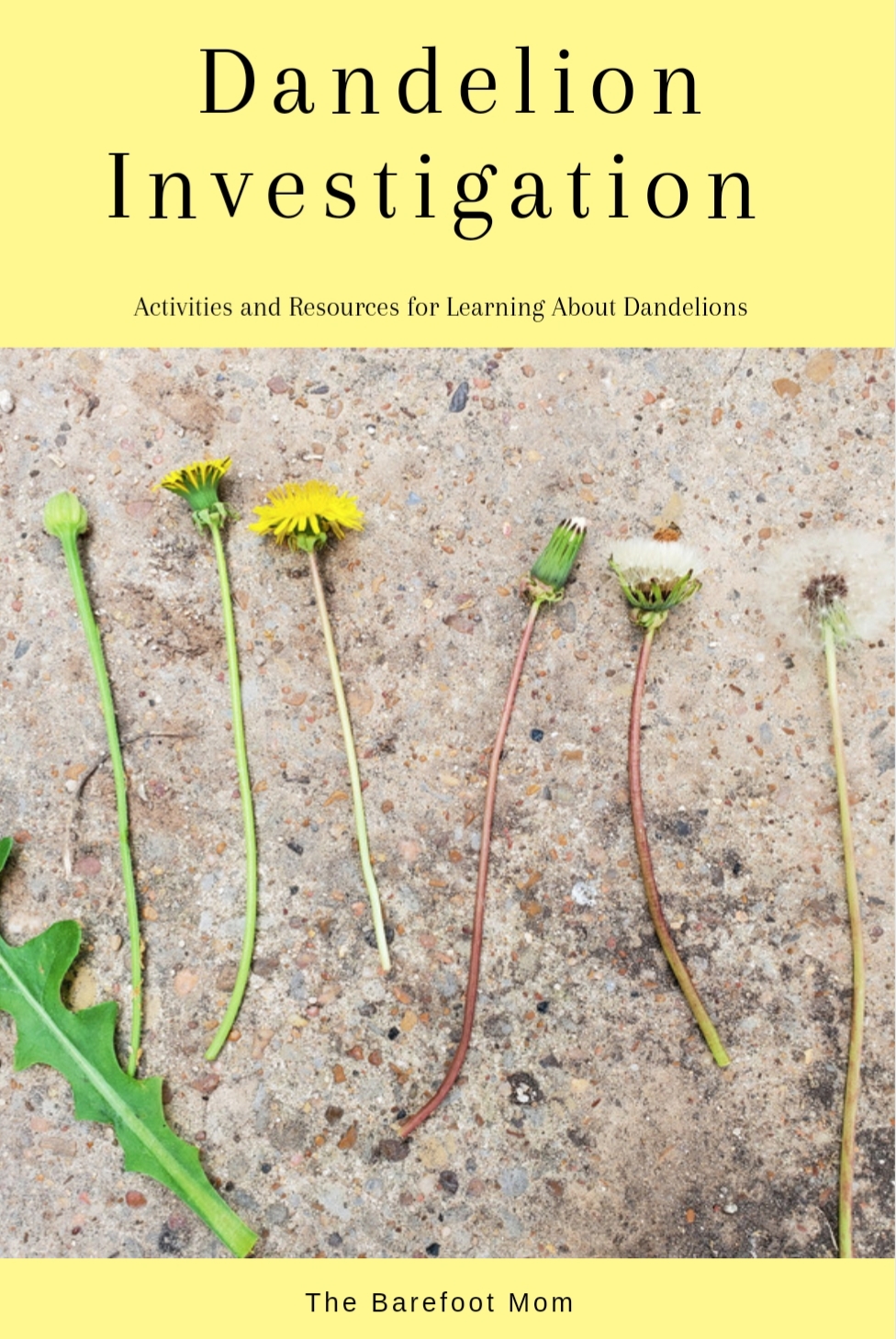 Dandelion Investigation