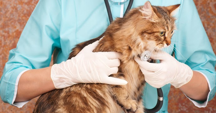 Old Maid Cat Lady Health Spotlight Mycoplasma Felis