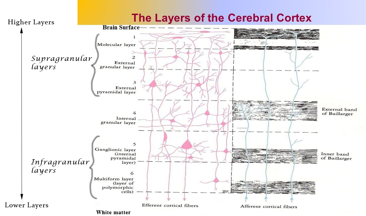 Brain Microarchitecture : Feedback from Higher-order areas to Lower ...