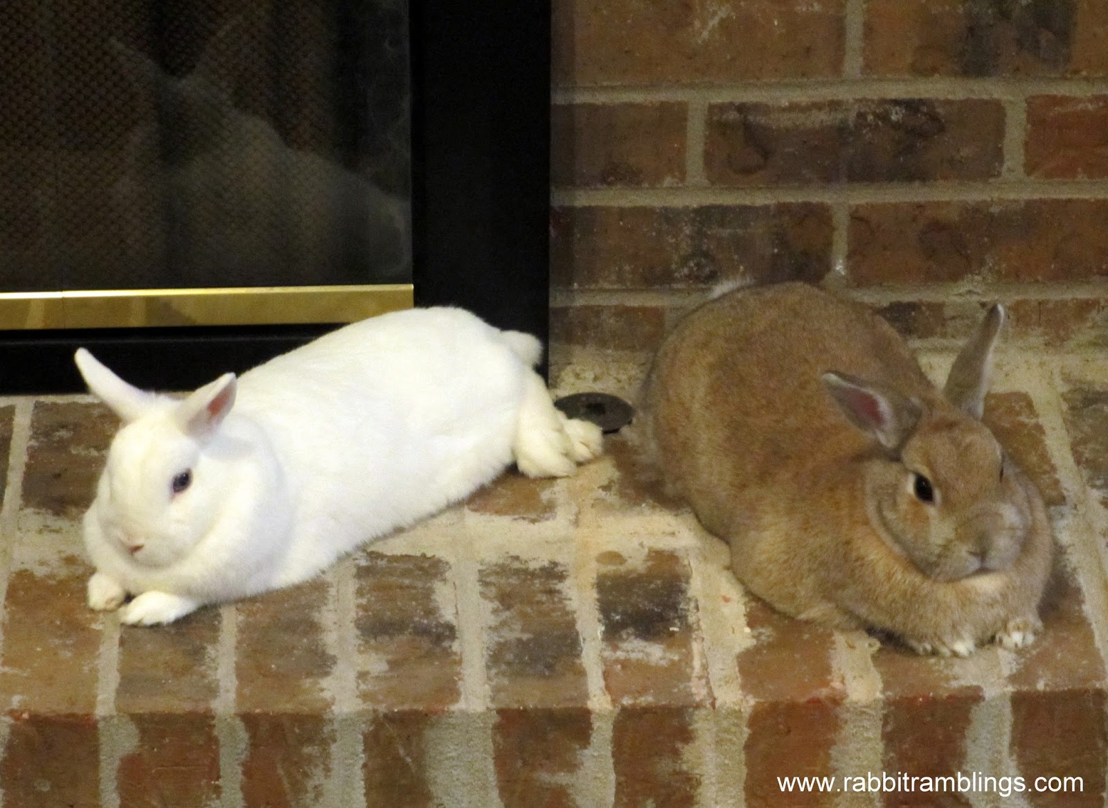 Rabbit Ramblings: How our bunnies stay cool