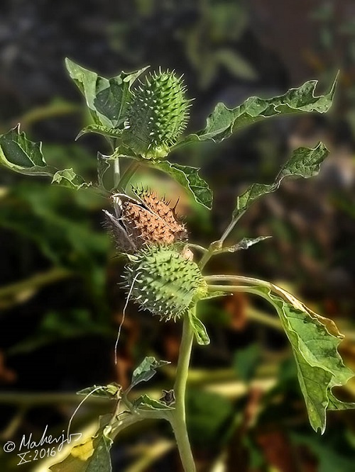 BIODIVERSIDAD COSTA GRANADINA Y...: Estramonio, berenjena del diablo ...